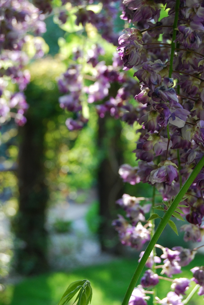 Open Gardens 2008 048 Queen S Park Area Residents Association